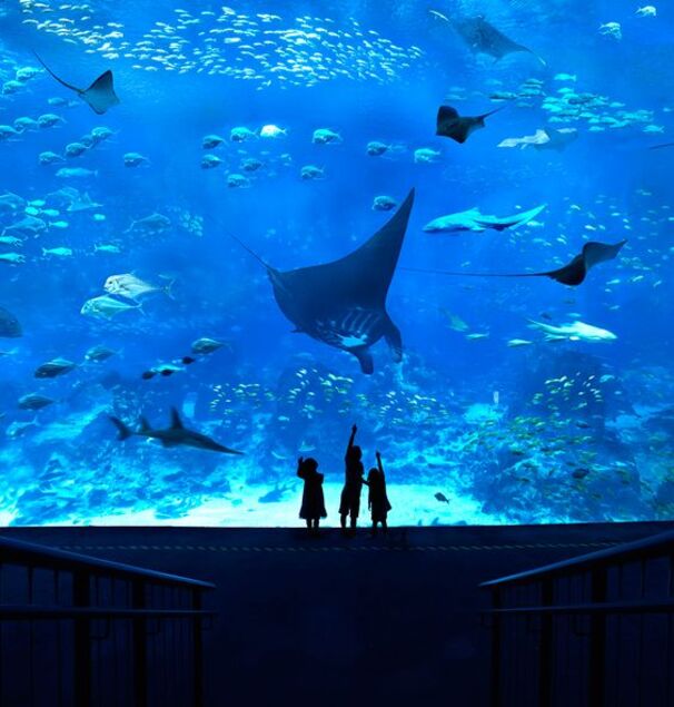Buy S.E.A. Aquarium Singapore Entry Tickets | Explore Marine Wonders ...